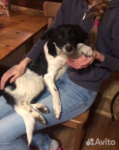 Крохотная Варя 7кг ищет дом