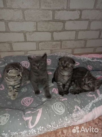 Шотландские котята