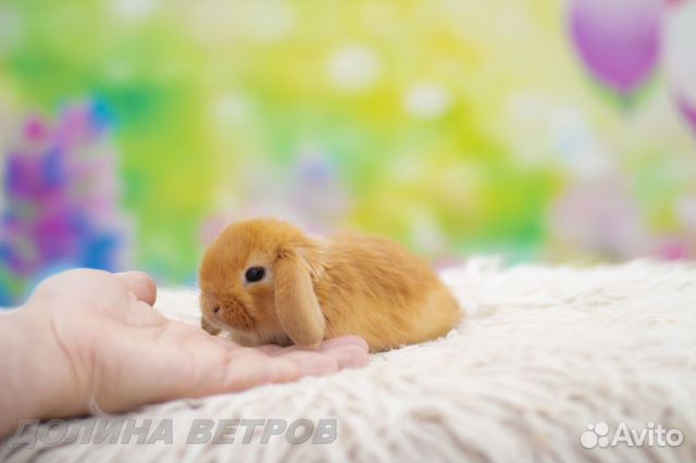 Мальчик вислоухий желтый карликовый кролик