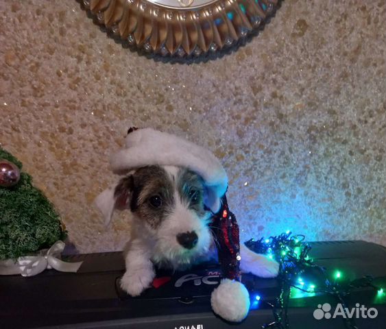 Девочка с документами РКФ