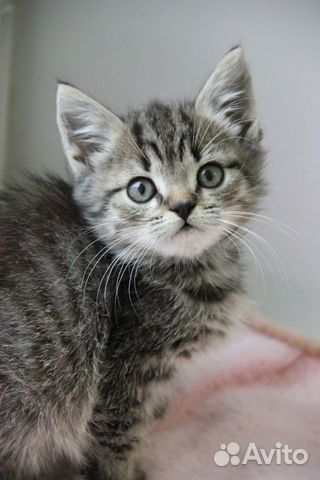 Котенок Ёжик в добрые руки