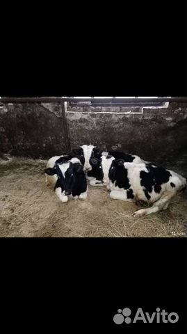 Бычки и телки на откорм