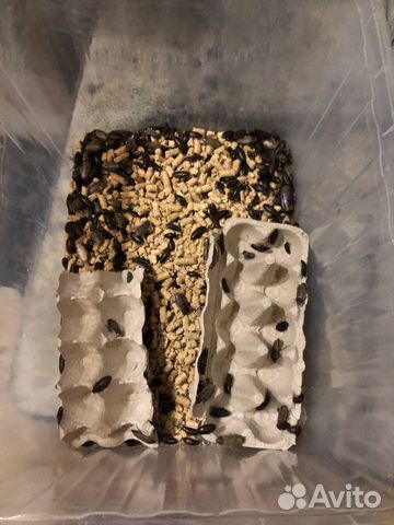 Колония кормовых мраморных тараканов