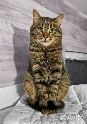 Котик Гранни