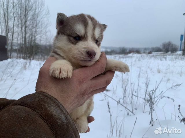 Щенки хаски
