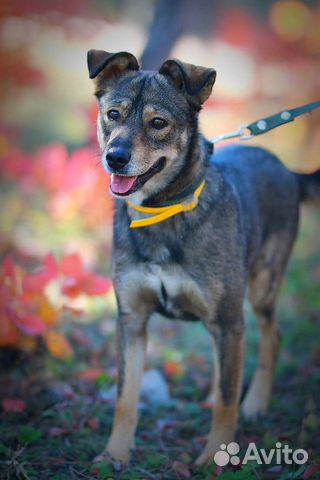 Собачка Дина в добрые руки