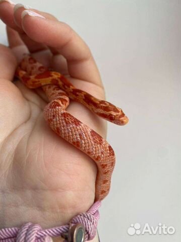 Маисовый полоз