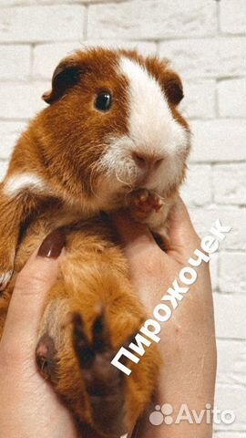 Морская свинка тедди