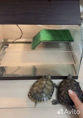 Красноухая черепаха с аквариумом