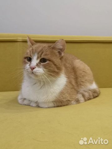 Кошка Люся ищет хозяина. Отдадим в хорошие руки
