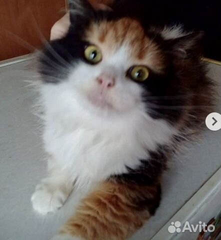 Трехцветный котенок из монастыря