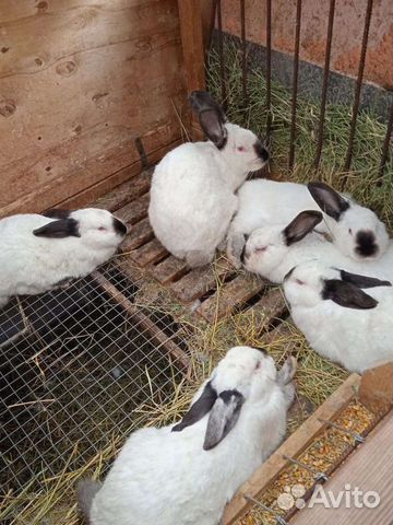 Кролики самцы