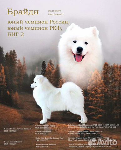 Кобель для вязки, самоедская собака