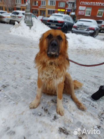 Собака в добрые руки овчарка мальчик