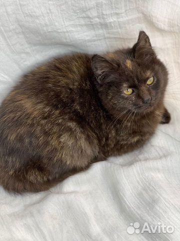Ласковый котенок Тесла