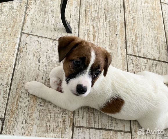 Джек Рассел терьер, девочка, 2,5 месяца