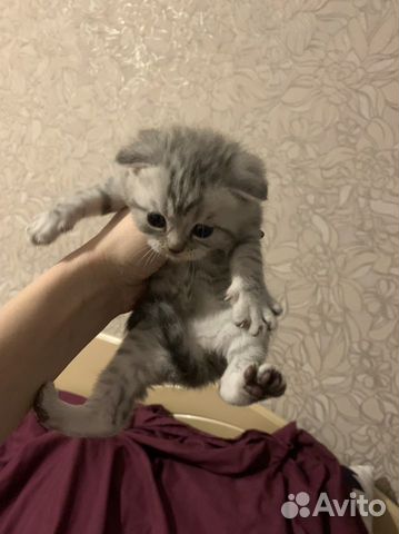 Британские котята