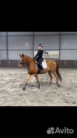 Конь/лошадь в аренду