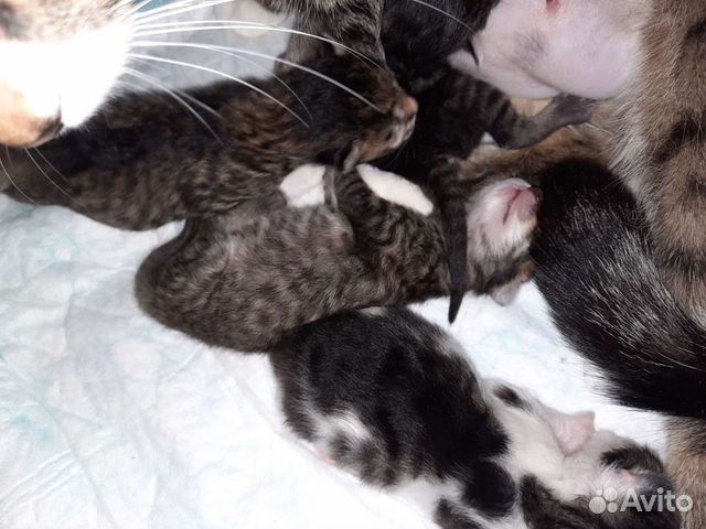 Шотландские прямоухие котята
