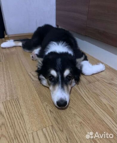 Щенок в добрые руки