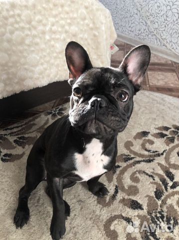Французский бульдог