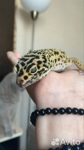 Эублефар и террариум