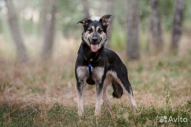 Зима в холодном вольере- это ад Спасите собаку