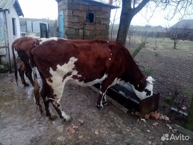 Продам доеную корову
