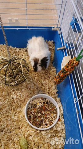 Морская свинка с домом и едой