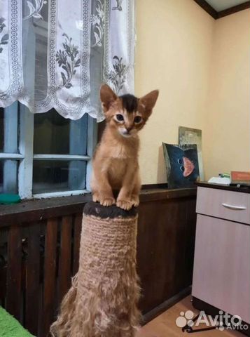 Абиссиночка