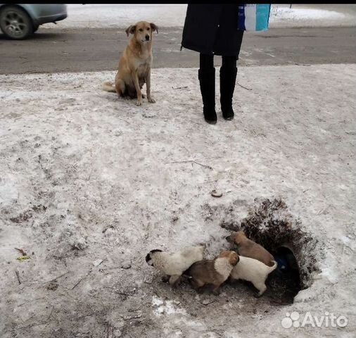 Собаки бесплатно в добрые руки щенки