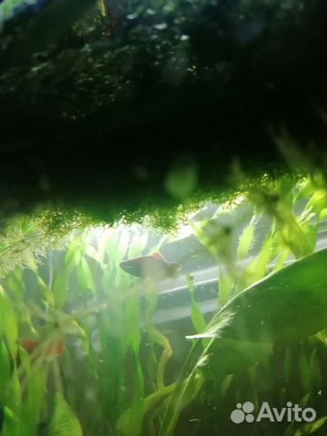 Растения для аквариума. Ричия