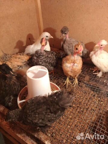 Куры молодки несушки