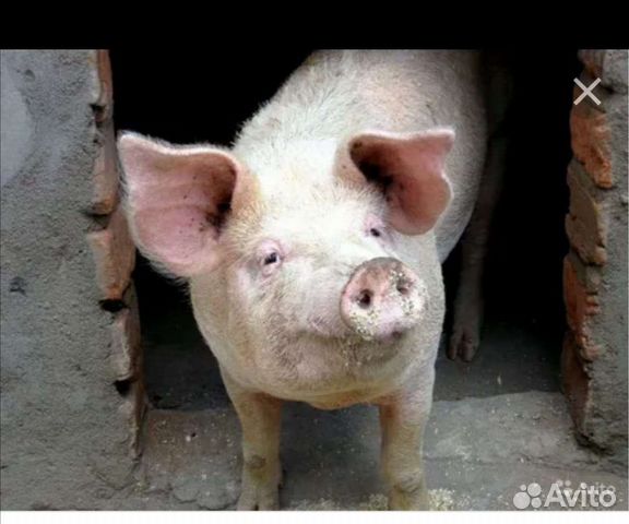Продам хряка