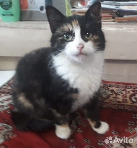 Ласковая кошечка, спасена с улицы 5 мес, лоток+