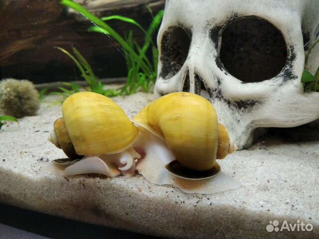 Улитка ампулярии. Икра