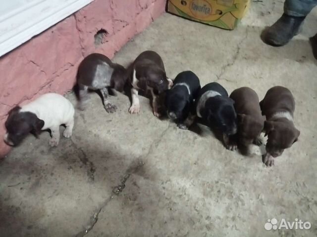 Щенки дратхаара