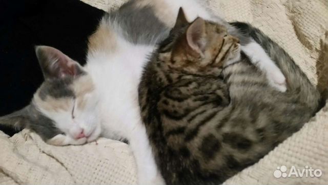 Кошка в дар