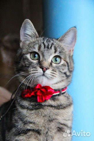 Котенок мягкий, теплый и добрый)