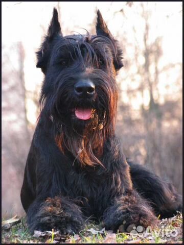 Ризеншнауцер