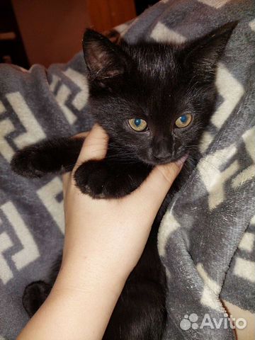 Котенок