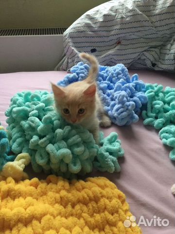 Рыжие котята