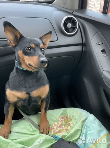 Цвергпинчер