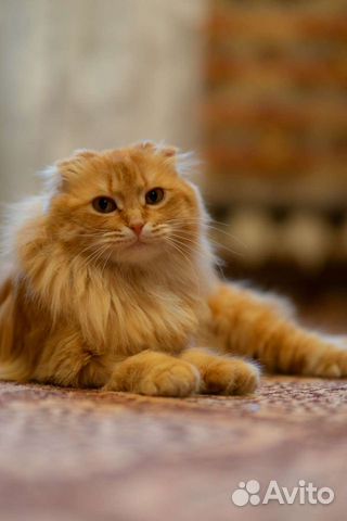 Вислоушка в добрые руки