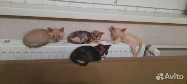 Котята сфинкс велюровые