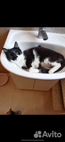 Кошка Хельга