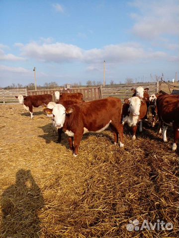 Стельная телочка