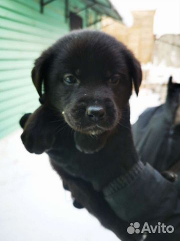 Лабрадор метизы