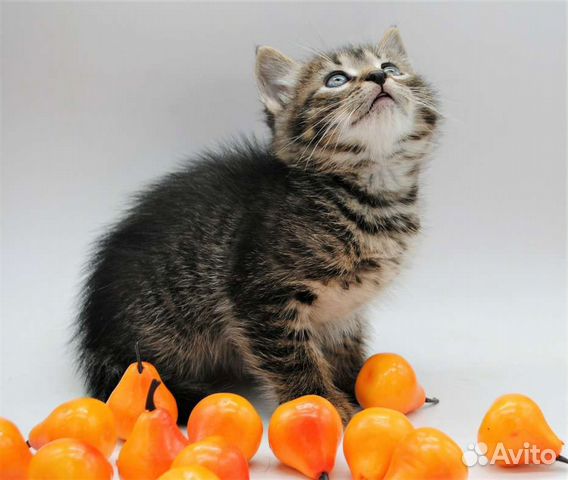 Милый полосатый котик