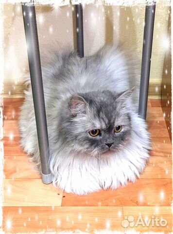 Сказочный кот